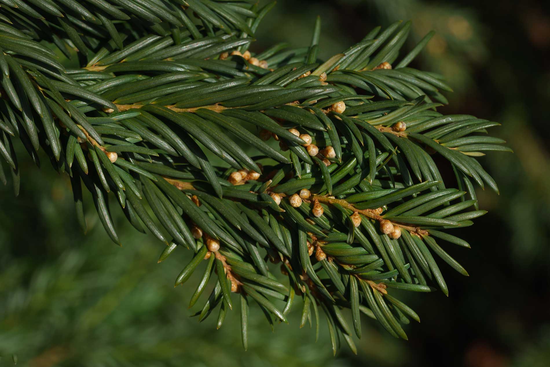 BC Trees Series – The Grand Fir Tree - Kelowna Tree Removal & Service ...