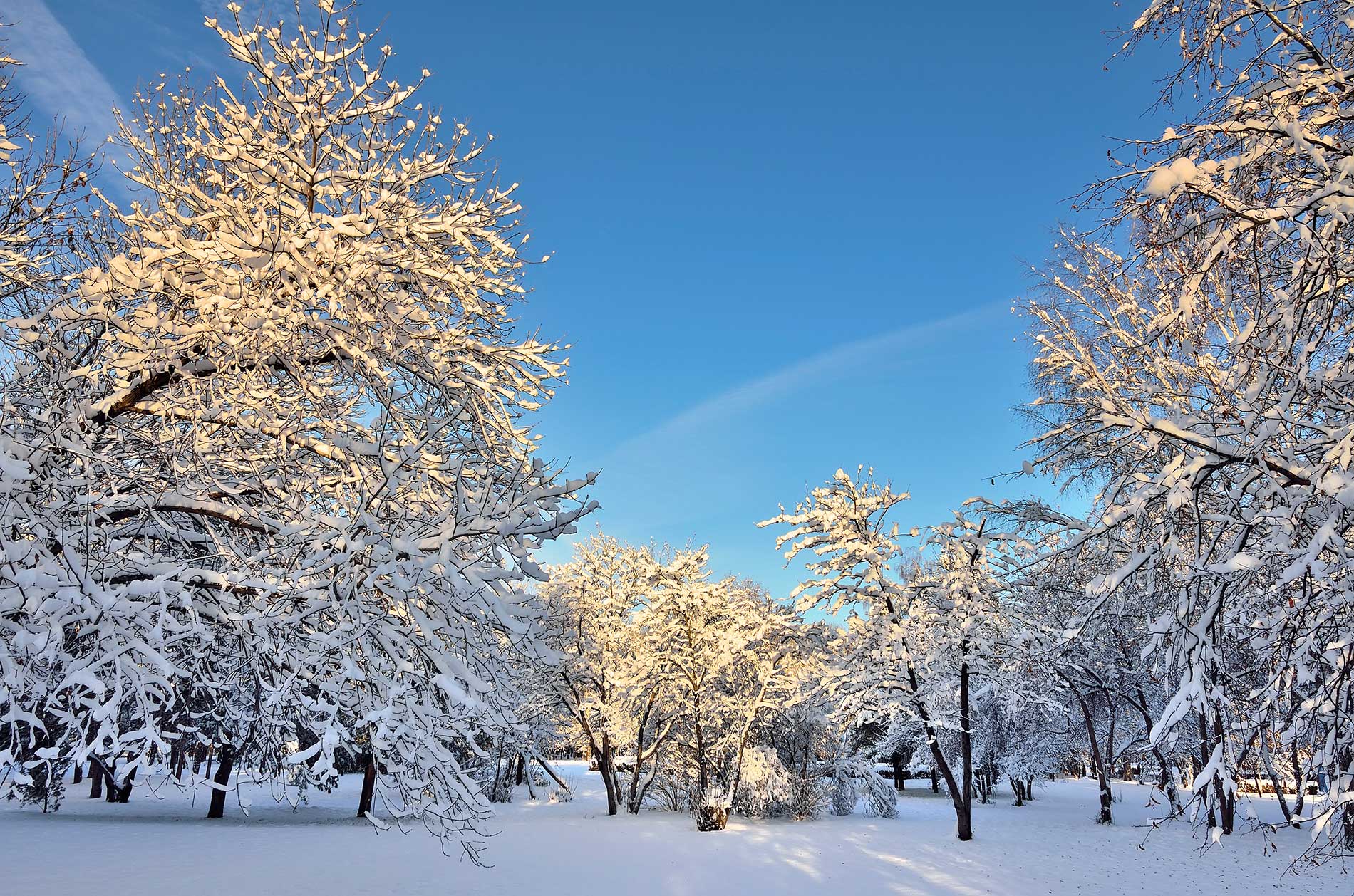 Keep Your Trees Healthy with Arbor Worx Tree Services - Kelowna Tree ...