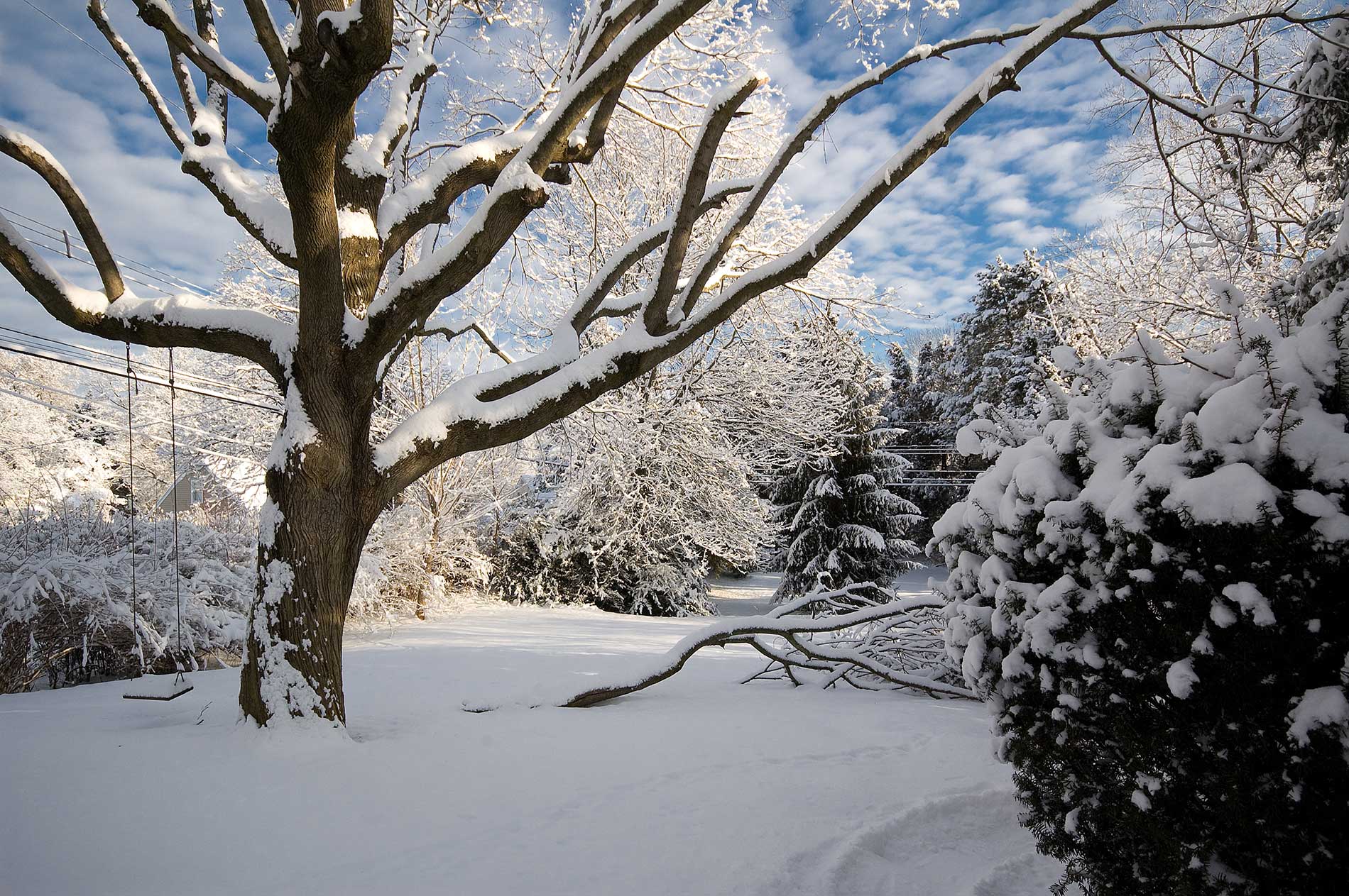 Winter Tree Services in Kelowna - Kelowna Tree Removal & Service ...